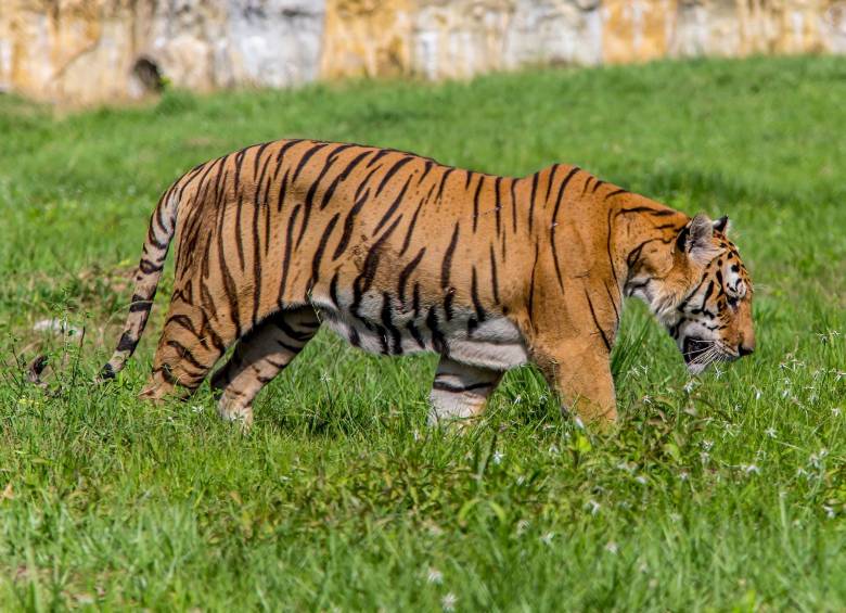¿Era necesario sacrificar el tigre de bengala que escapó de Hacienda Nápoles?