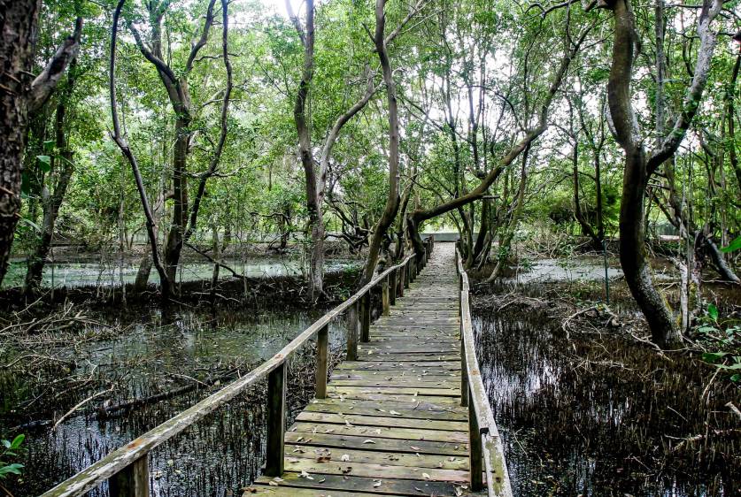 Los manglares: importantes para el futuro del planeta