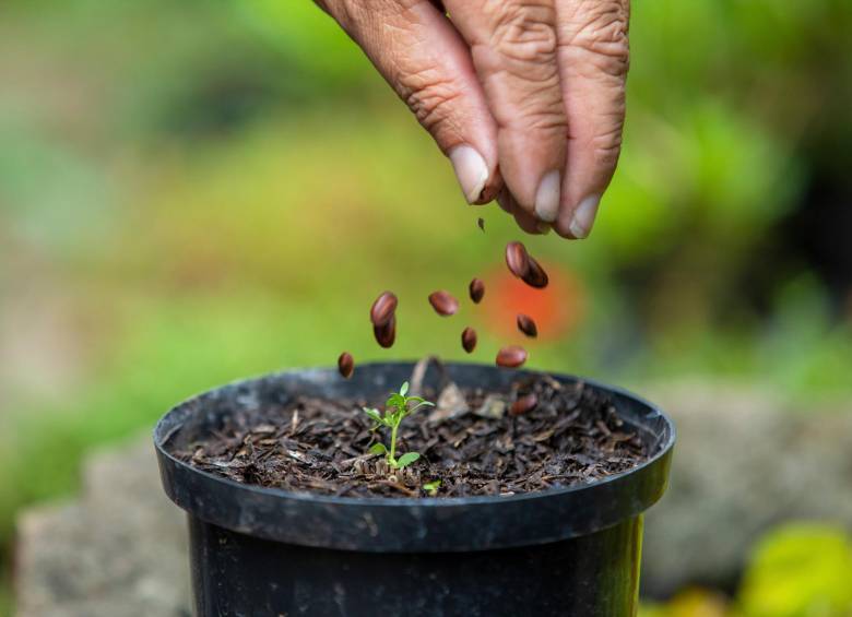 Quieren prohibir las semillas transgénicas en Colombia, ¿qué implicaría ...
