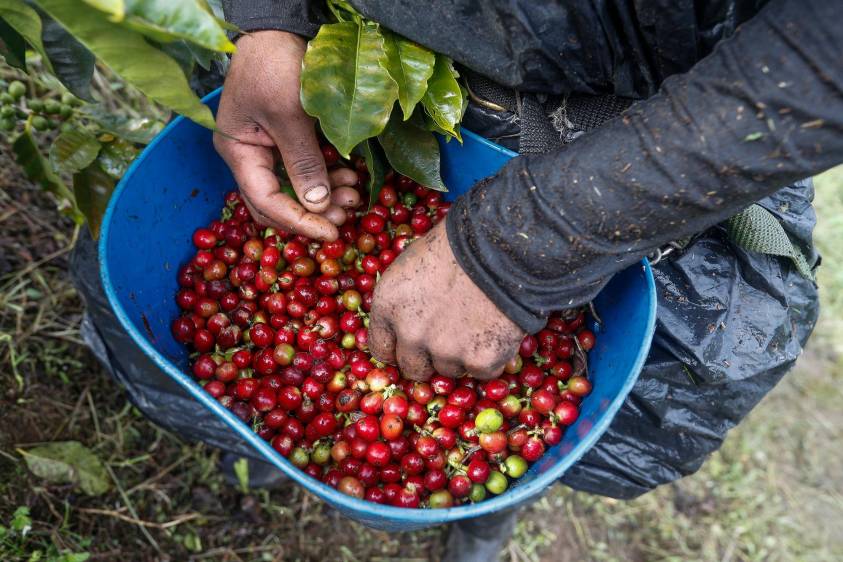 Alerta cafeteros: detectan razas de roya más agresivas