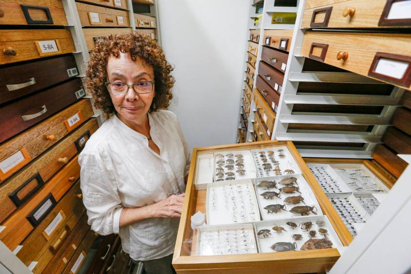 Mariposas, cucarrones, moscas: un millón de insectos disecados en un ...