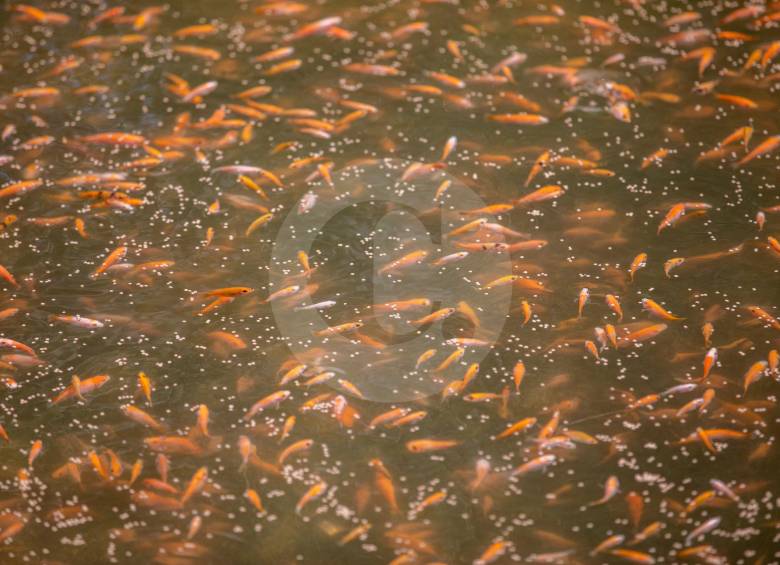 Piscicultura, un proyecto de paz que crece en Mutatá
