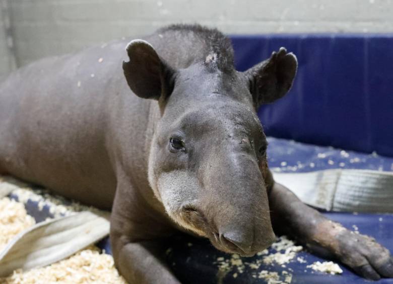 Danta traída a Medellín desde Guaviare no sobrevivió a sus heridas