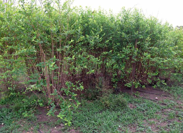 Narcos alteran la coca para hacerla gigante e hiperresistente