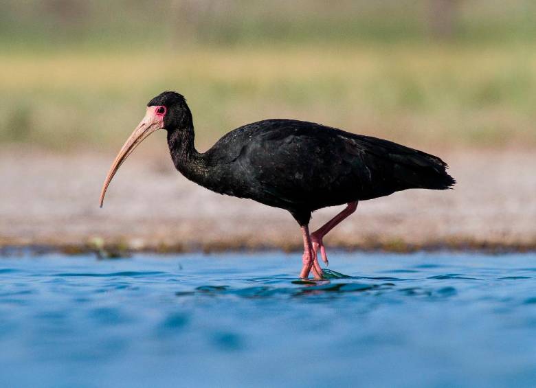 Coquito, el ave que emigró y se amañó en Medellín