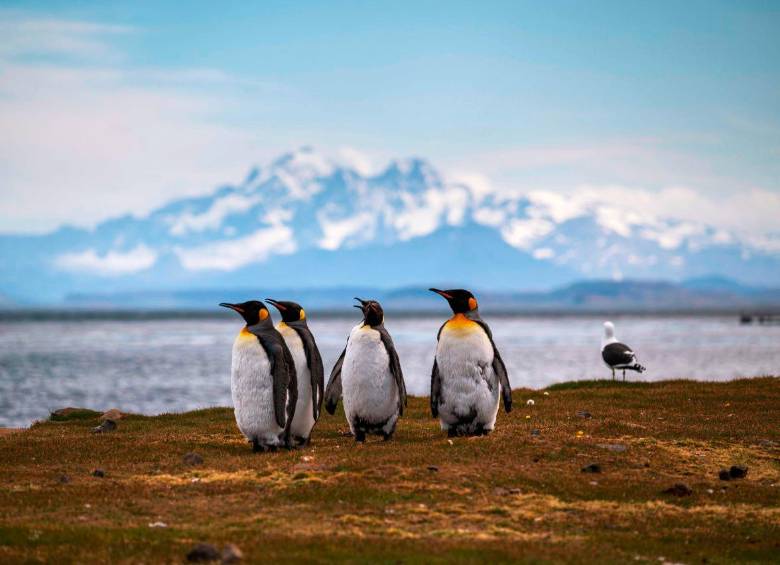 Los pingüinos del océano Índico se enfrentan a una gran amenaza tras el ...