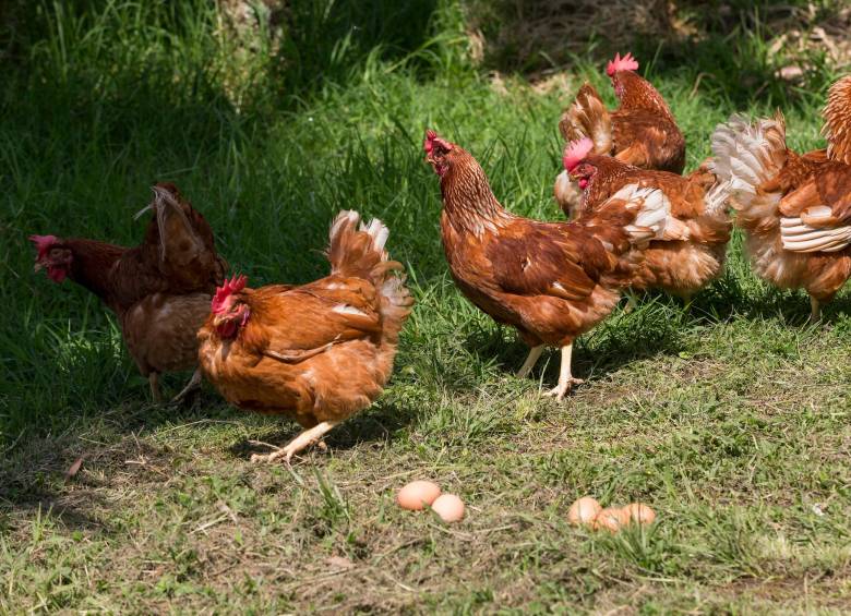 Gallinas y vacas “felices”: la apuesta del agro ante un consumidor más consiente