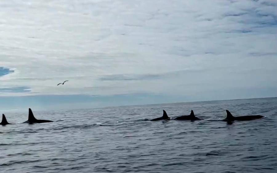 Orcas curiosas hundieron un velero en la costa de Portugal