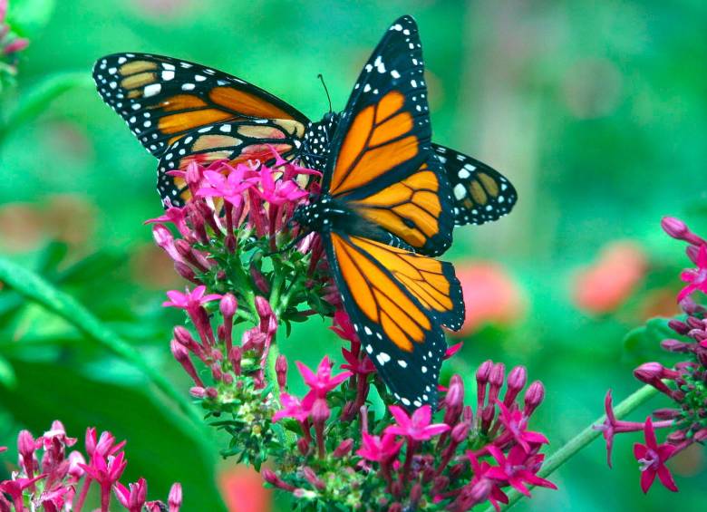 Colombia, el país con más especies de mariposas