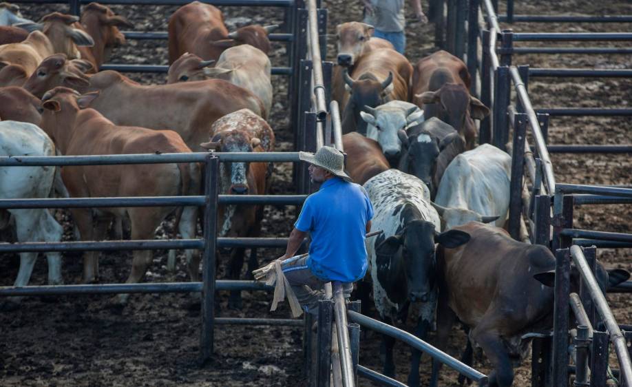Reconstruir cada matadero municipal puede costar 5.000 millones ...