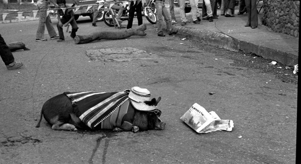 La revaluada tradición en torno al marrano en Medellín