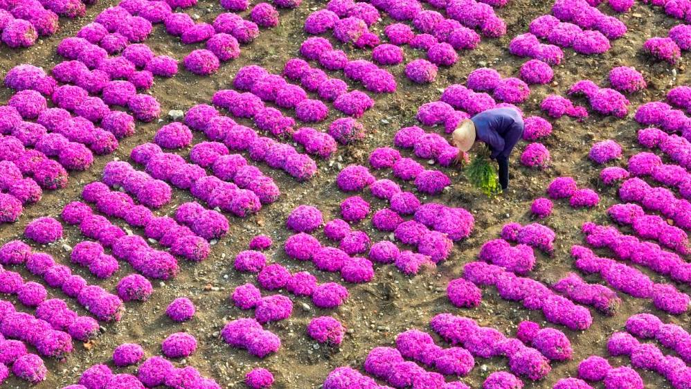 En imágenes | En China los cerezos son un espectáculo de cada primavera