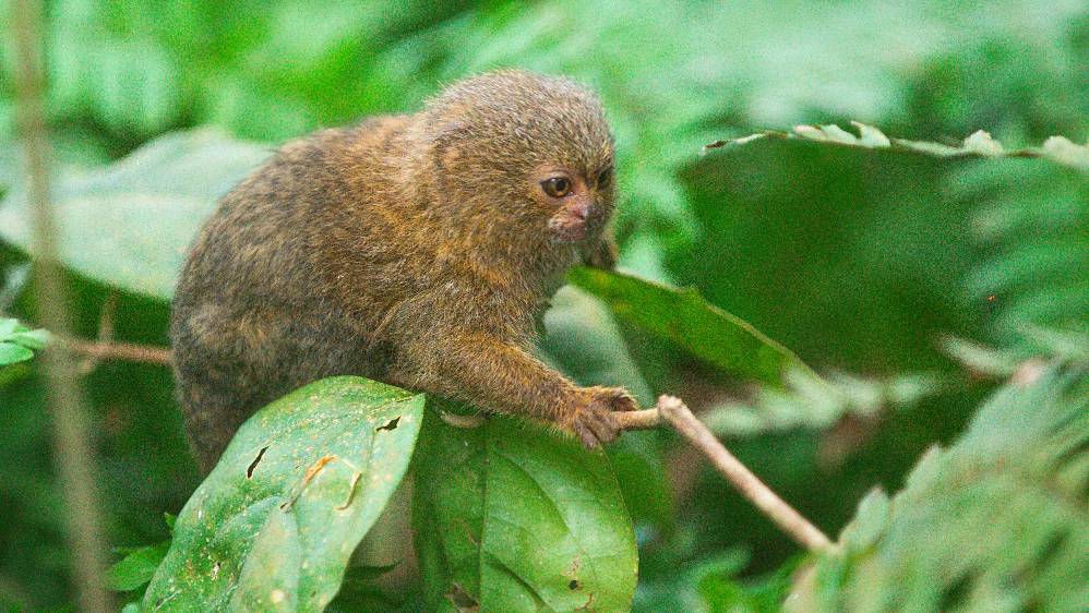 En fotos: Estos son los animales propios de Colombia, los menos ...