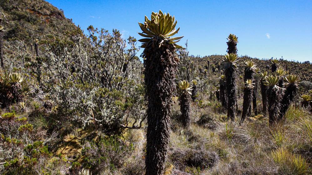 En imágenes | Así es como una familia cuida el Páramo del Sol en Urrao