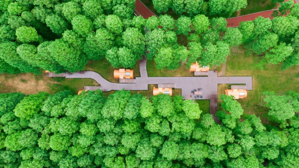 Este particular bosque se encuentra ubicado en la ciudad de Dongtai, China.