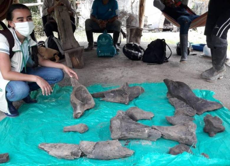 Hallan restos fósiles de mastodonte de hace 10.000 años en Risaralda