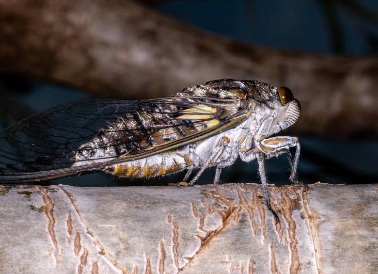 ¿Cuáles son los insectos más nutritivos?