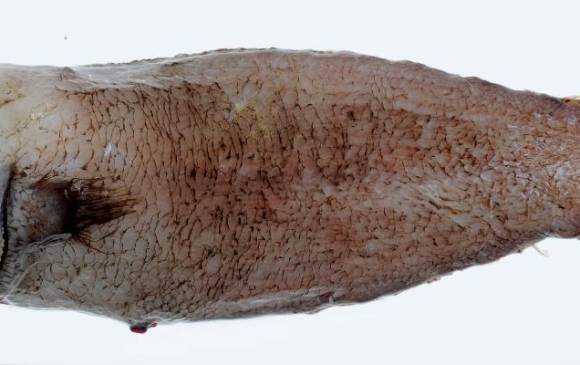 Capturan un pez sin rostro