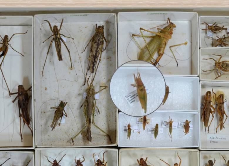 Museo de insectos está al alcance de un clic