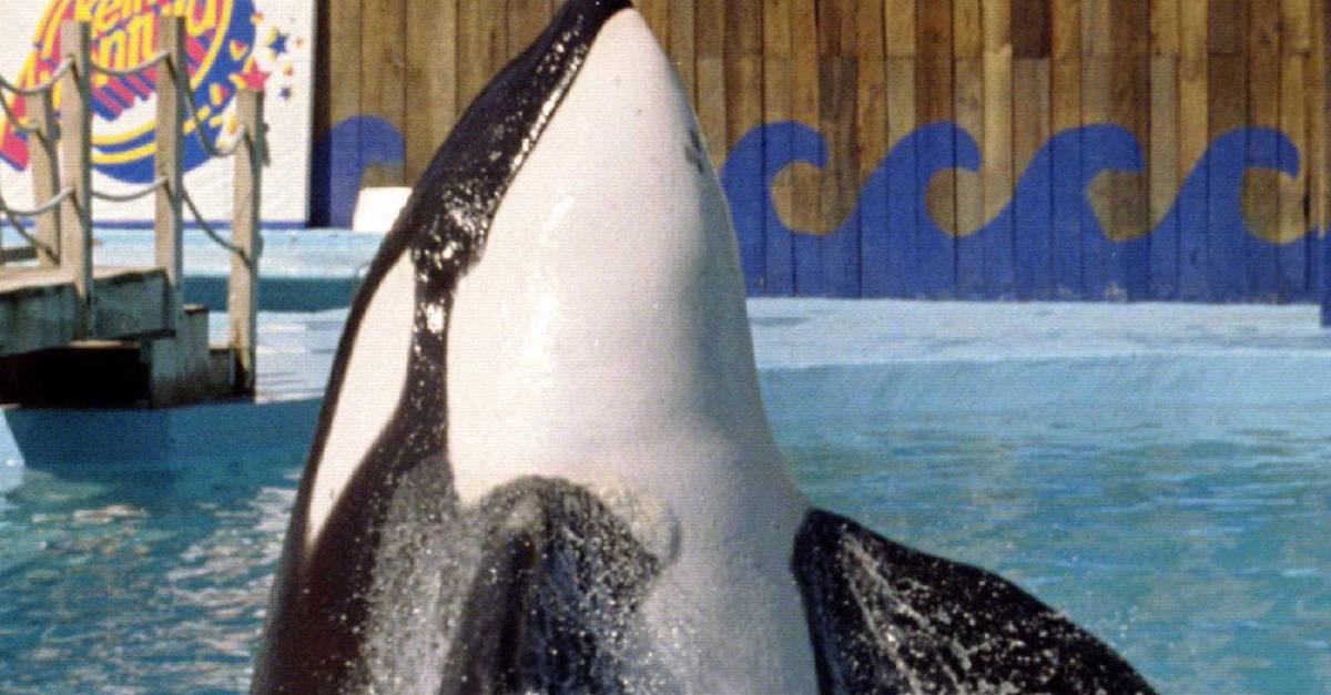 Nueva demana busca liberar a la orca Lolita del Acuario de Miami