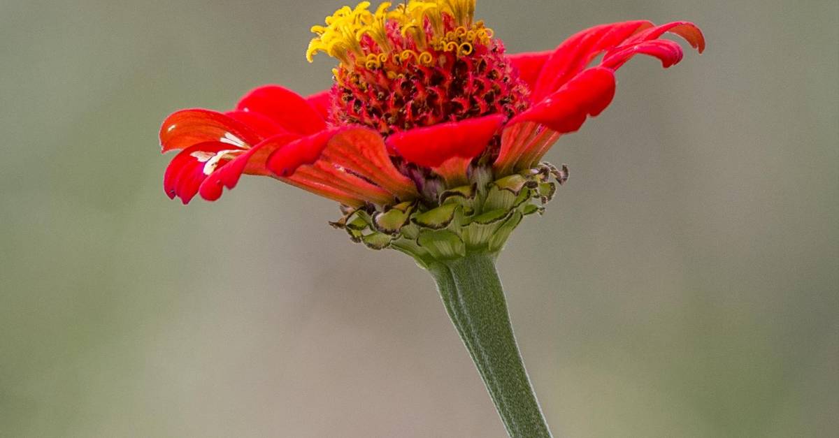 Las flores tienen su arte para seducir insectos