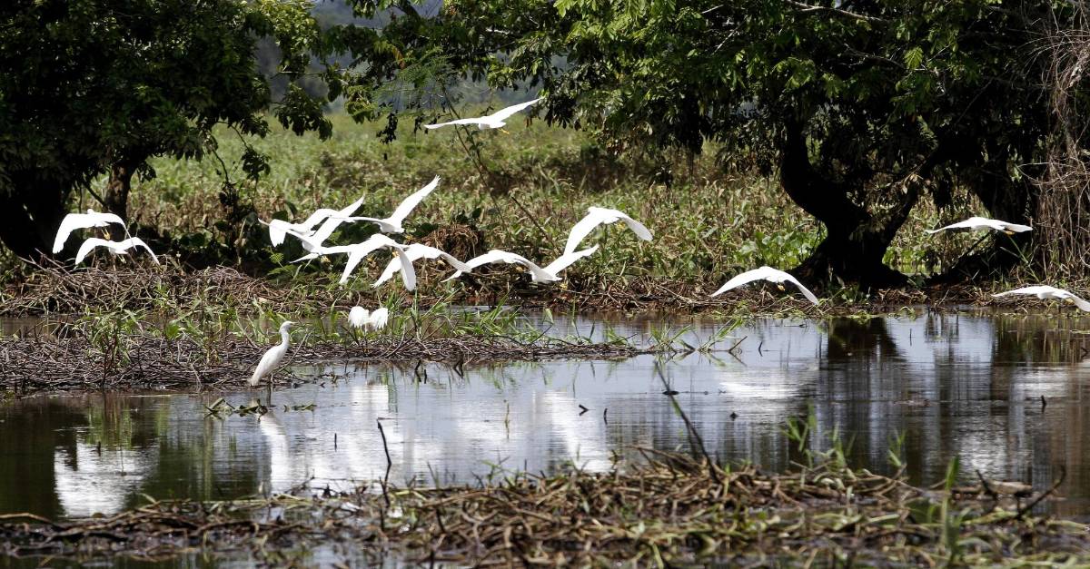 Ciénagas en Nechí y Caucasia declaradas áreas protegidas