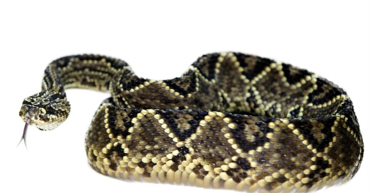 Este año van 151 ataques de serpientes en Antioquia