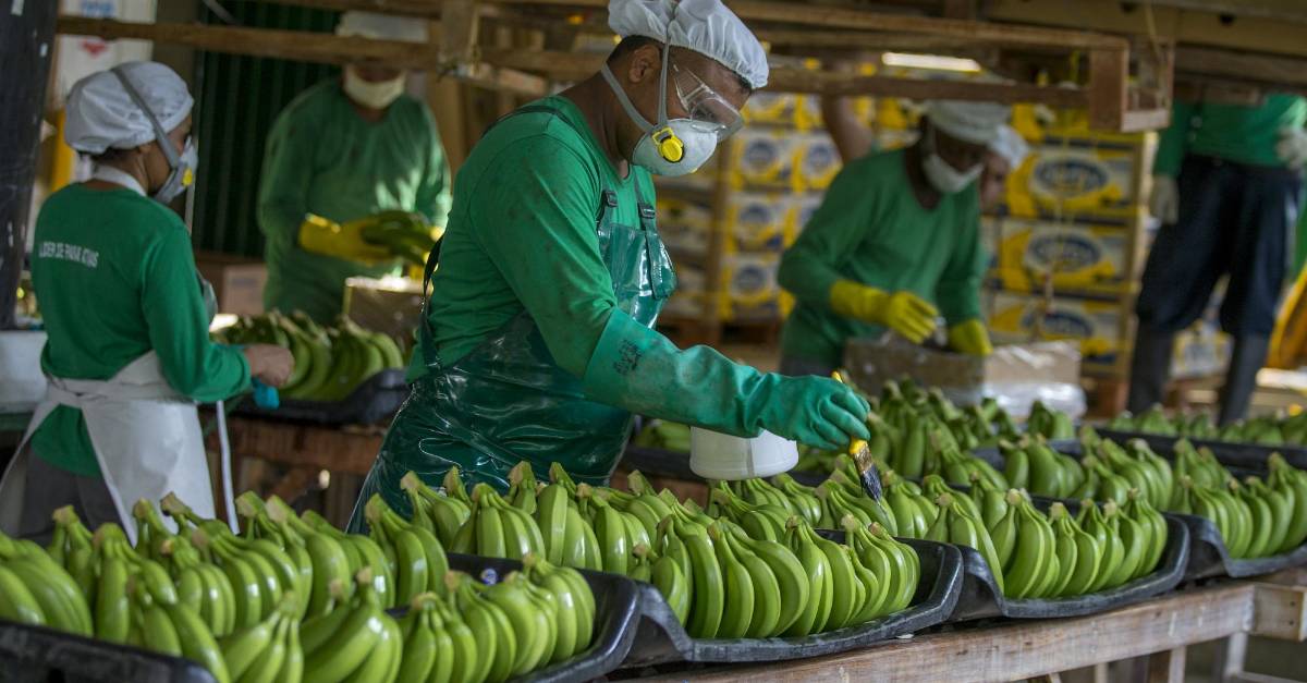 Sector bananero crece en exportaciones, área cultivada y productividad