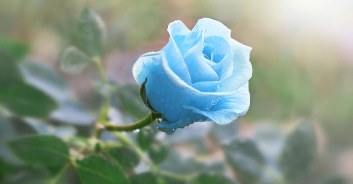 ¿Existen las rosas azules?