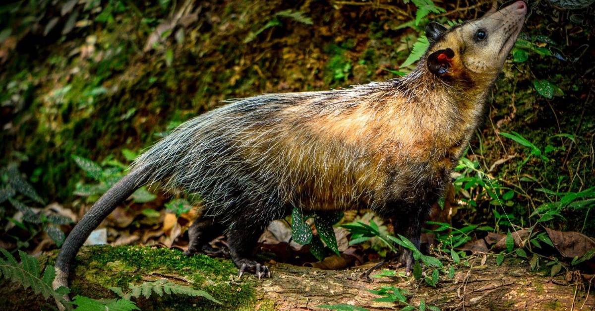 En defensa de las zarigüeyas