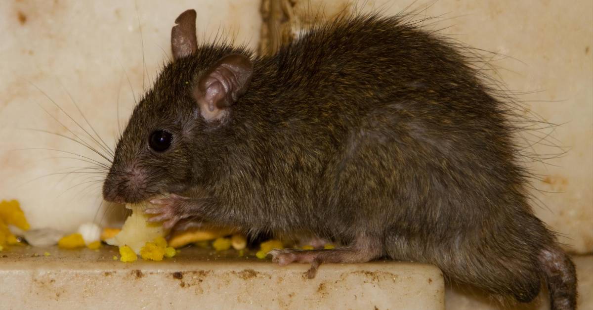 Hay diez ratas por cada habitante en Medellín