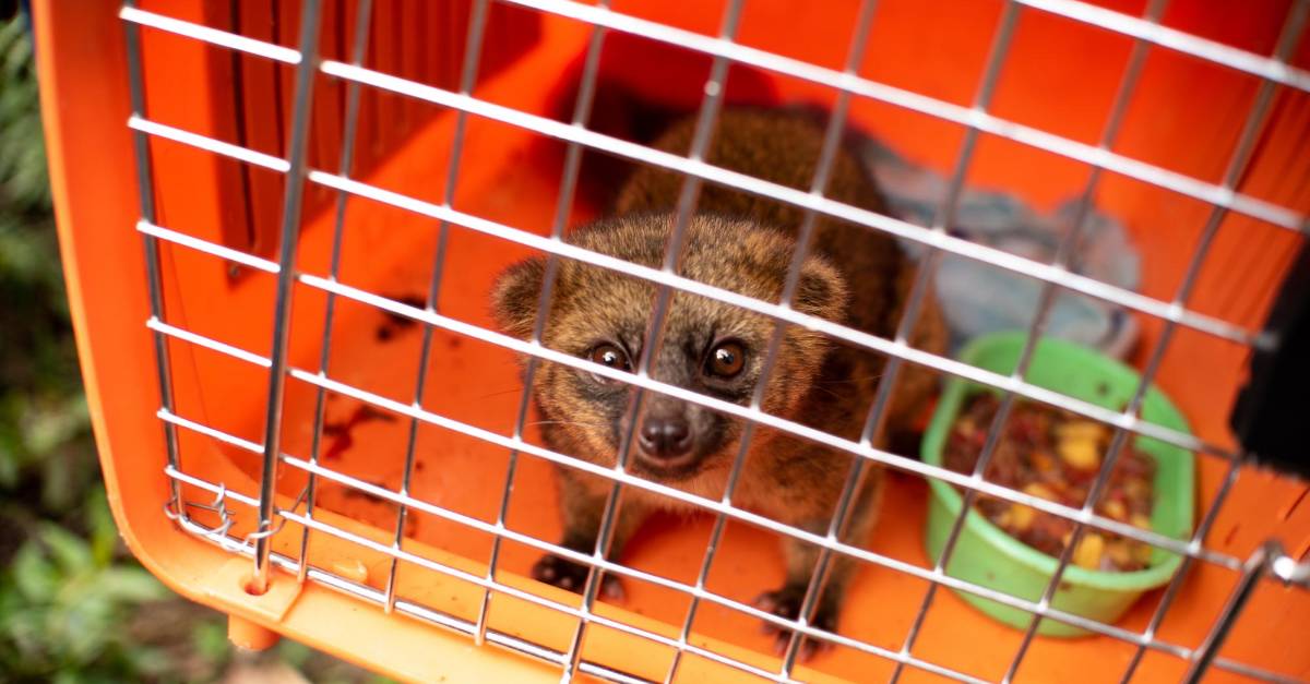 Relatos del rescate animal en los días de cuarentena