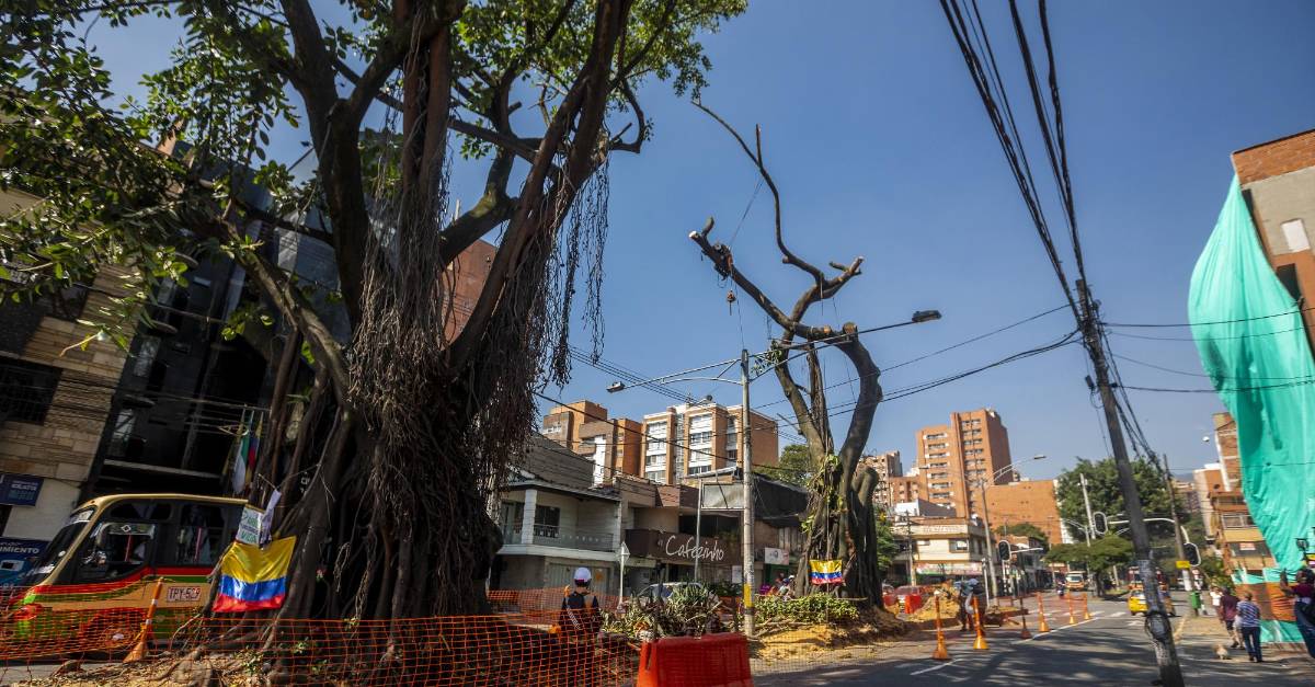 En fotos: avanza la tala de árboles en la 80 con la calle Colombia