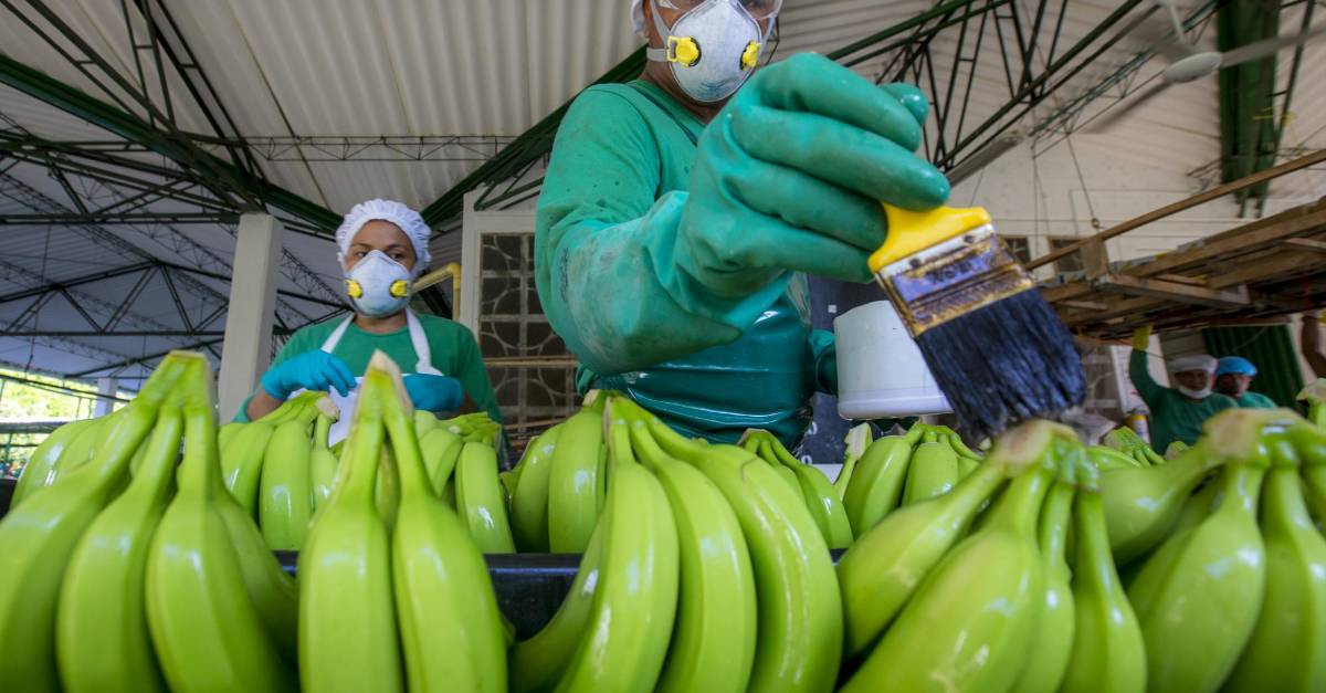 Exportación bananera vuelve a niveles de 2008
