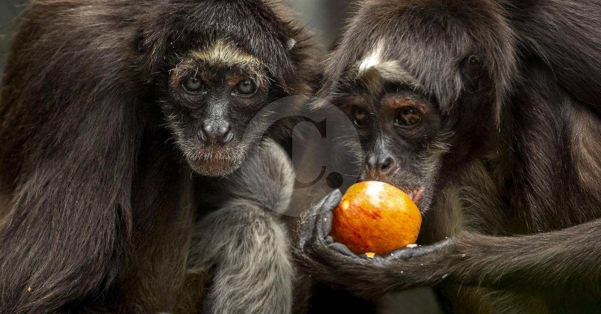 Los micos vistos por ciudadanos y científicos