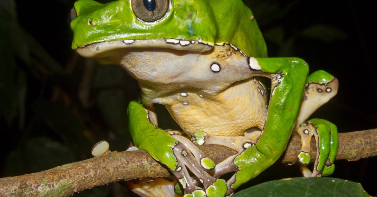 Veneno de rana, la droga de moda en fiestas de Argentina