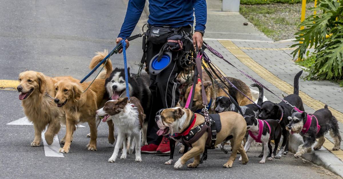 Paseadores de perros podrán retomar sus labores en Envigado