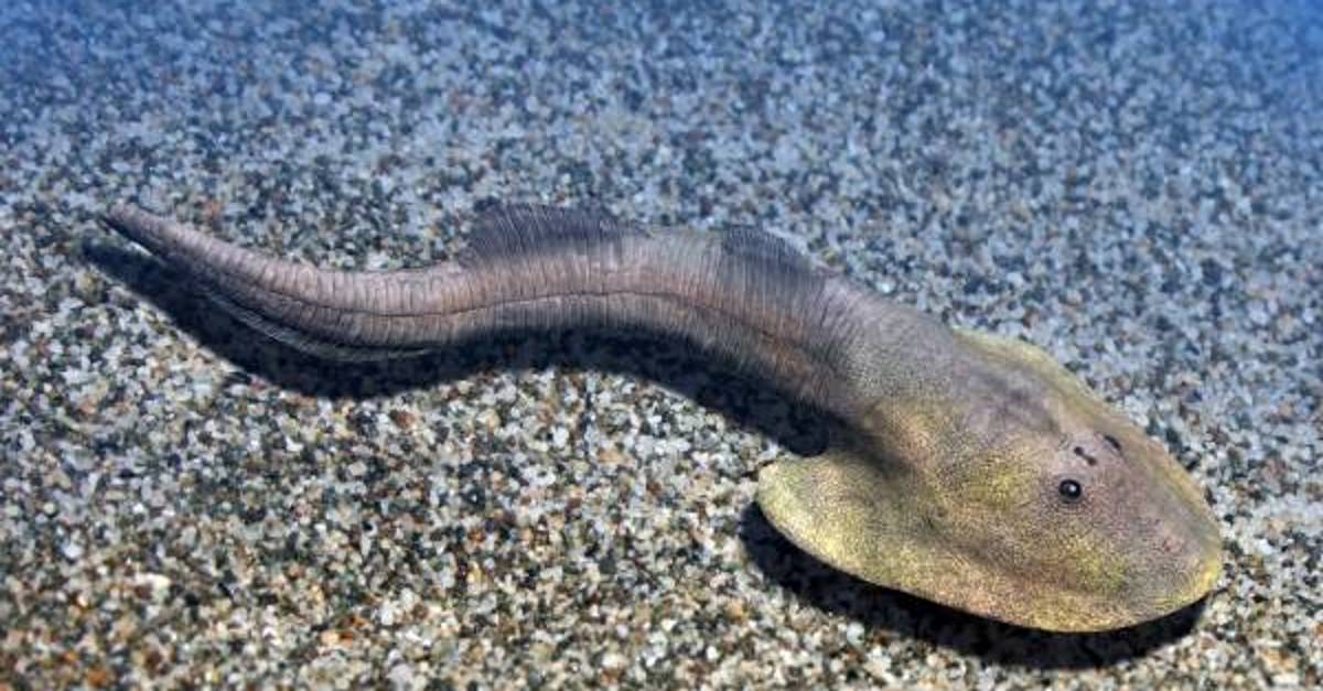 ¿Dónde se originaron los primeros peces?