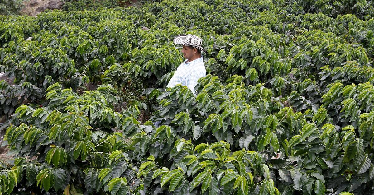 Arranca programa de renovación de cafetales