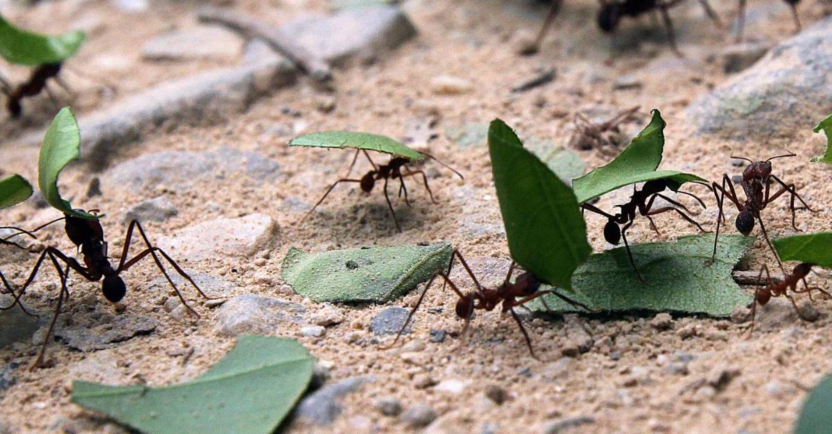 Nuevo estudio revela cómo se orientan las hormigas