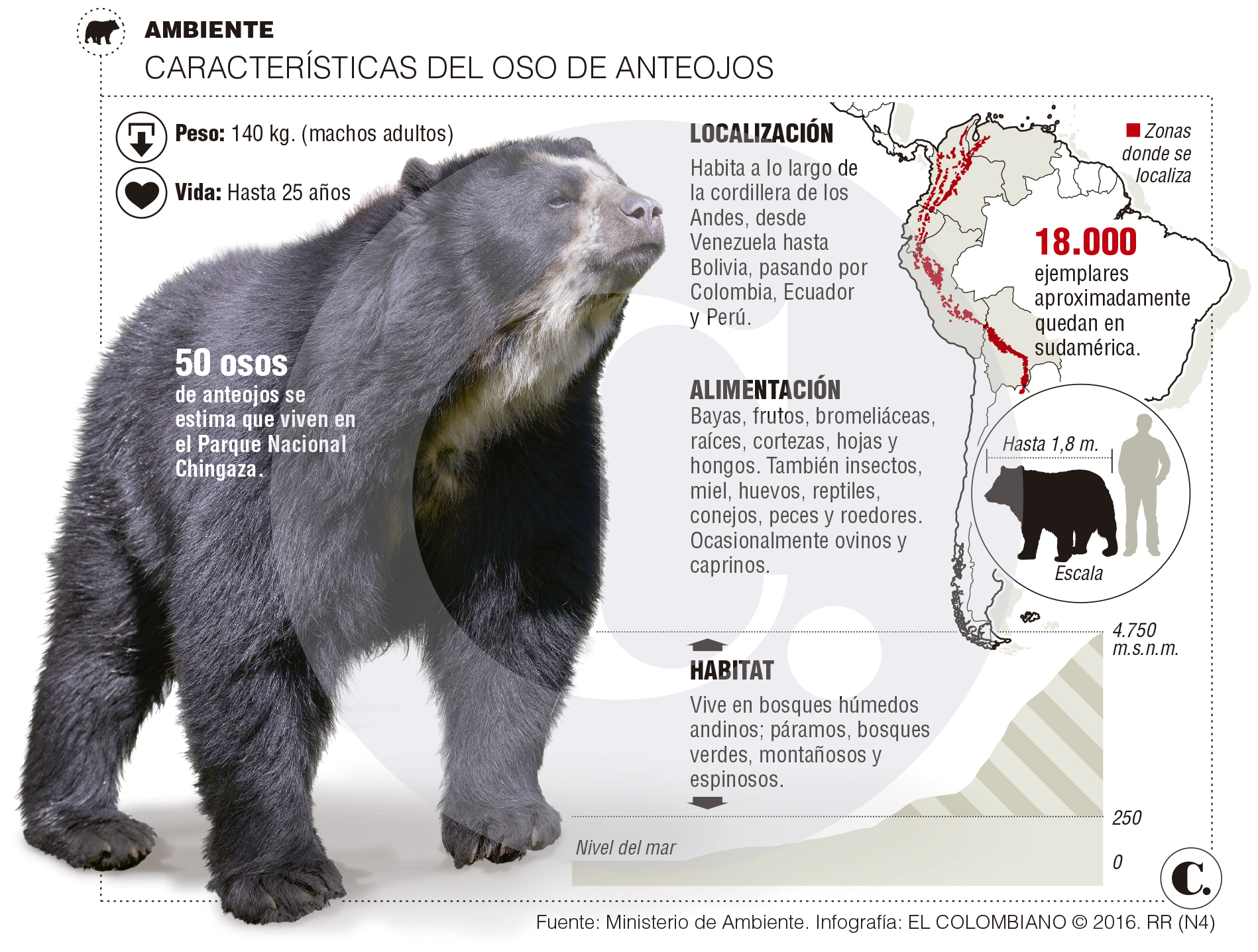 Ganadería amenaza hábitat de oso andino
