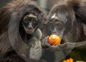 Los micos vistos por ciudadanos y científicos