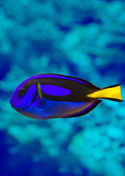 Dory, un pez cirujano que vive lejos de Colombia