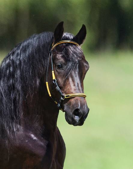 El caballo criollo colombiano de exposición