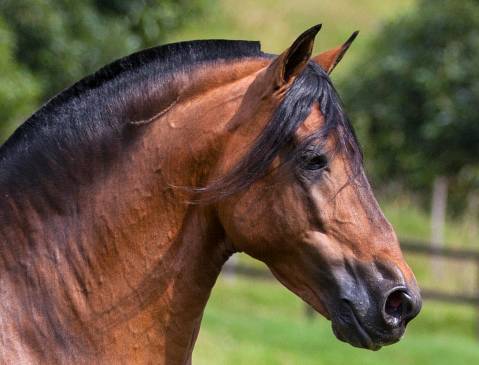 El caballo criollo colombiano de exposición