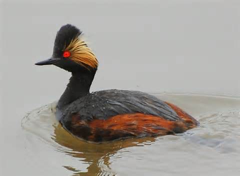 Que lo que le pasó a este pato, no le pase a otras 98 especies en Colombia
