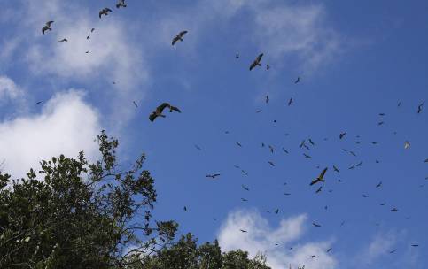 Estamos en temporada de aves migratorias
