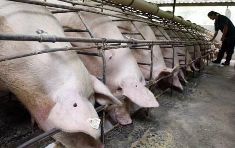 Los 10 destinos que quiere conquistar la porcicultura