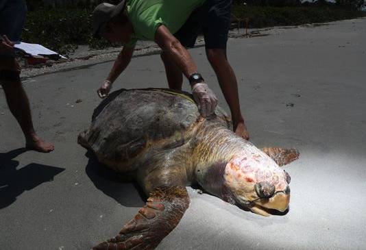 La muerte masiva de tortugas, señal del deterioro ambiental