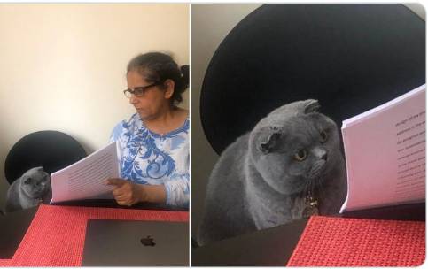 ¿Cuál es el origen del meme del gato regañado?